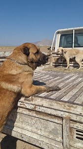 602K views · 10K reactions | The little bride from Sivas tan Gelen Küçük Gelin | Fırat Alkan | Facebook