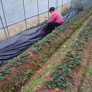 [Hot Item] Blow Molding Biodegradable Agricultural Black/Silver Plastic Mulch Film for Tomato Planting