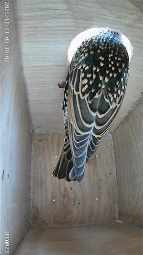 Starling #birds #nest box inspection