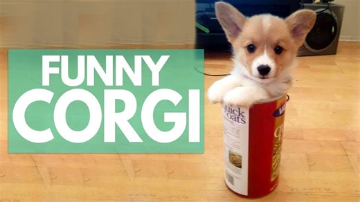 Cute Corgi Puppies Compilation 2020 | Cutest Corgi Puppies Ever