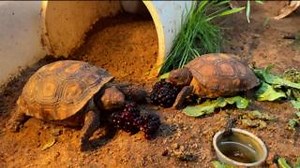Did your Friday need some.... BABY GOPHER TORTOISES EATING BERRIES!!!! These baby gopher tortoises are part of a special headstart program designed to help boost wild populations. Gopher tortoises are most vulnerable as hatchlings. So Warm Springs National Fish Hatchery gives them a cozy little house for a couple years. When they are bigger and less likely to become a snack for a hungry predator, they will be released into protected habitat. In the mean time, hatchlings enjoy basking light, rye 
