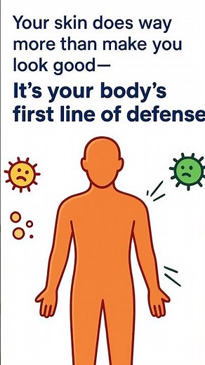 The Integumentary System An Overview