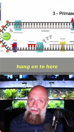DNA Replication: Primase Starts the Process!