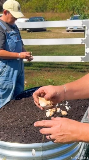 How We Plant ELEPHANT GARLIC #garlic #growinggarlic #elephantgarlic #growingyourownfood | Sheraton Park Farms