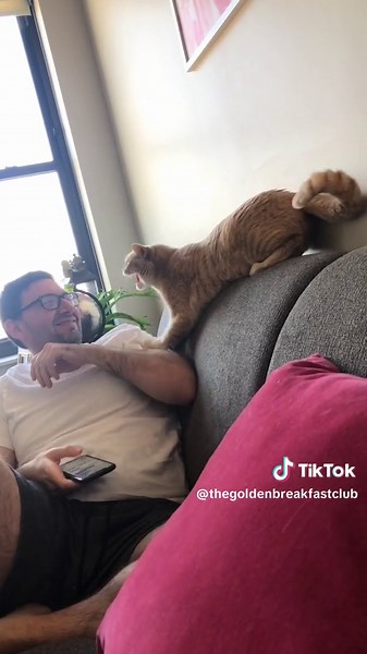 Waffles vs. The Spare Human: Funny Cat Video and Activities