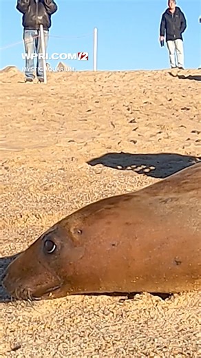 9.7K views · 113 reactions | WATCH: Two juvenile gray seals returned to the ocean Tuesday after undergoing treatment with Mystic Aquarium’s Animal Rescue Program. Tap the link for more on their journey: https://shorturl.at/vTtWv | WPRI 12 | Facebook