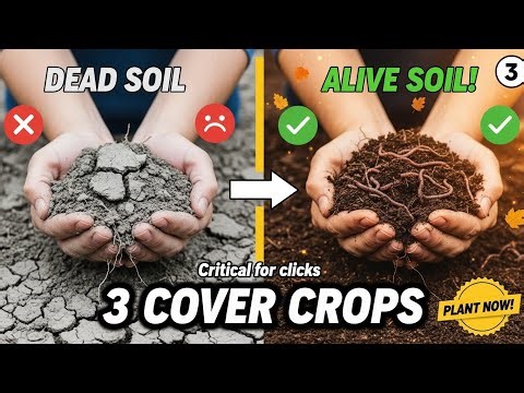Plant THESE 3 Fall Cover Crops to Transform Your Garden Soil!