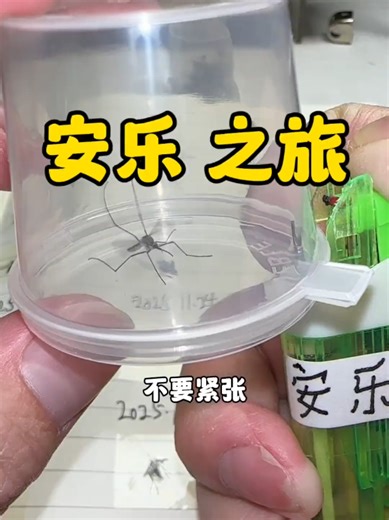 Mosquito Elimination Techniques Explained
