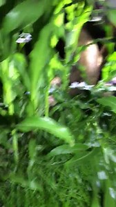 Caught a corn thief red handed . Taught him a lesson .www.catchdawg.com | Catchdawg