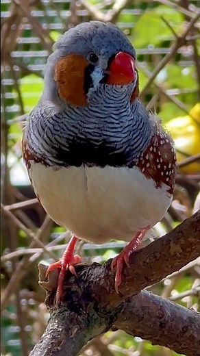 Zebra Finch Sound - male finch singing #bird #birds #finch #birdssounds #birdsong