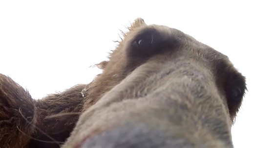 Grizzly Bear Attempts To Snack On GoPro