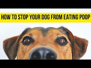 How to Stop Your Dog from Eating Poop: 7 Home Remedies