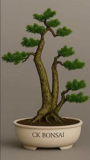 Make bonsai tree , step by step guide