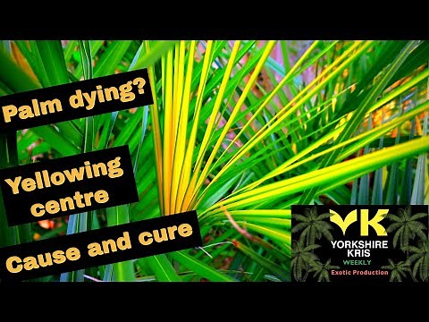 Dying palm??? Yellowing Centre, cause and cure.