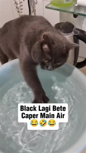 Black is annoyed, trying to play in the water 😂🤣😂 #shorts #cat #cutecat