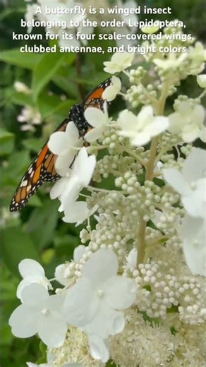 Part 1’ Butterfly 🦋 is a lovely insect specially with different colors!