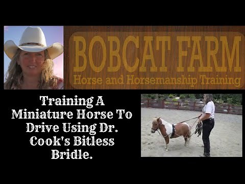 Training a miniature horse to drive using Dr. Cook's bitless bridle.