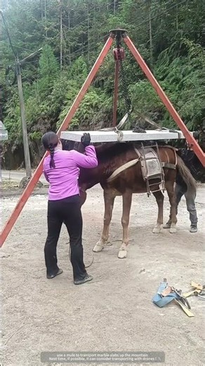 Process Of Loading Marble Slabs Onto A Mule For Mountain Road Transportation !