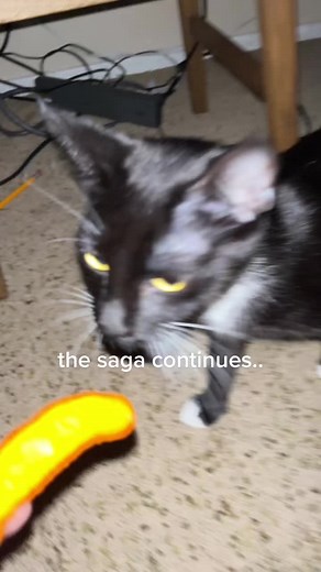 Misty eats random stuff (@mistymunches)’s videos with