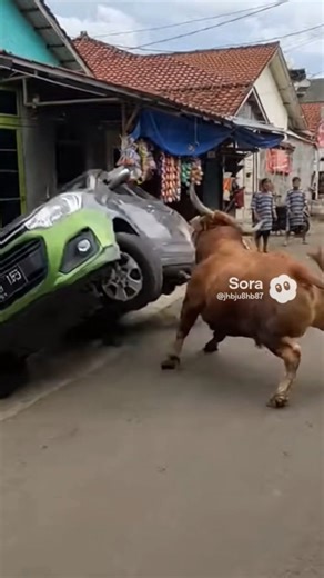 sapi ngamuk di perkampungan warga panik
