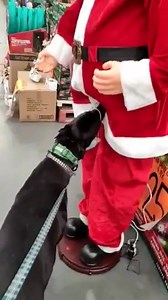 We love all kinds of doggos here at Landline... especially the Bunnings visiting, Christmas enthused, Santa's baubles finding, kind. 😂🎄​ ​ Whisper here was a little disappointed to find Santa's hands weren't handing out treats just yet. 🎅🏽​ ​ Get in contact with us via Messenger: https://bit.ly/messageLandlineABC ​ ​ 📸 Erika Wadlow-Smith | ABC Landline