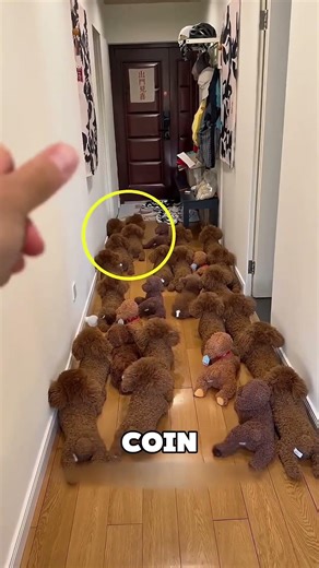 Le petit chien se cache parmi les peluches 😂❤️