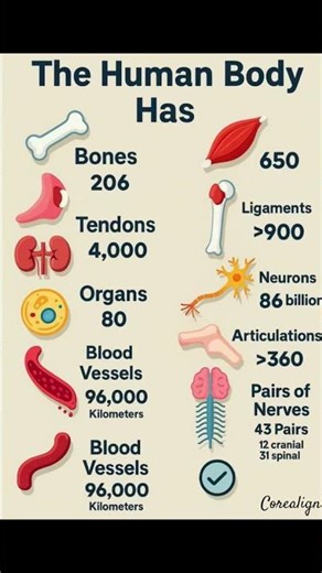 Everyone should know this #education #ayushi #bones #muscle #blood #ligaments #organs #nerves#fyps