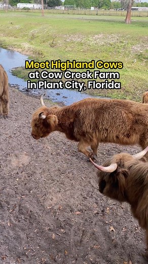 Did you know you can meet these adorable fluffy Highland Cows just a short drive from Tampa? Cow Creek Farm, is a full-time family farm that is absolutely worth the trip to Plant City. PSA: Due to extremely high demand, you do need to purchase tickets ahead of time to visit. Farm tours include a 1-hour guided tour complete with cool facts about the animals, the history of the farm, and a tractor wagon ride to the back 10 acres of the farm to meet the rest of the herd! We fell in love with these 