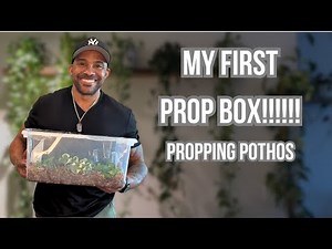 How to Start a Propagation Box w/ Sphagnum Moss | Pothos Propagation