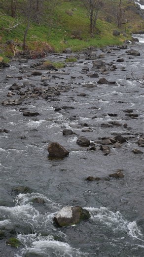 Listening 🎶 bird 🐦 and spring in Newfoundland and Labrador bring joy. #newfoundlandlabrador #spring | Visit Newfoundland and Labrador