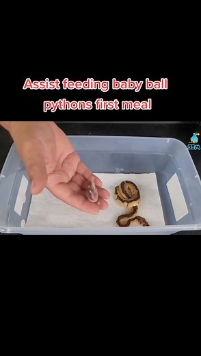 This ball python did not absorb it's yolk out the egg. so I had to cut it off, and assist feed her first meals to build up her strength. 2nd meal ,and going strong.#ballpythons #reptiles #ballpythonsoftiktok #reptilesoftiktok #breederlife #petsnake #ballpythonsofinstagram #animallovers #petsnakesofinstagram