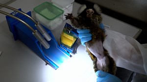 Author Spotlight: Advancing Primatology Through Germ Cell Research and Genetic Modification Techniques