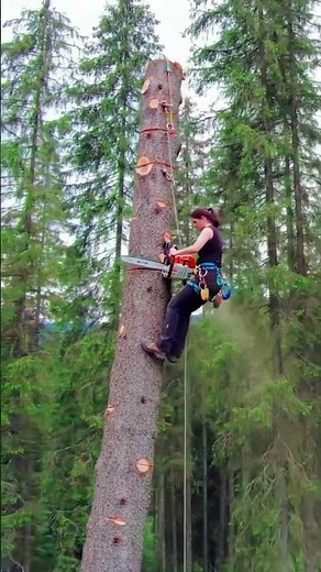 Extreme Pro Tree Topping with Chainsaw at Maximum Height #arborist#chainsaw#treetopping