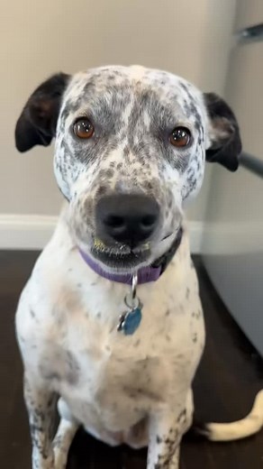 Dawg Butter is lip smacking good with functional benefits for your pup. Every purchase supports rescue dogs #dog #dogfood #dogtreats #doghealth #pawpower | Paw Power Nutrition