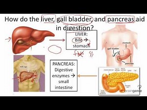 8.5.4 Liver Pancreas and Gall Bladder Structure and Function