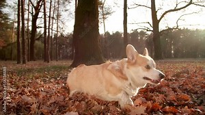 Portrait of a cute Welsh Corgi running along a lawn full of autumn leaves. Herding dog with short, powerful legs enjoying fresh morning outdoors. High quality FullHD footage