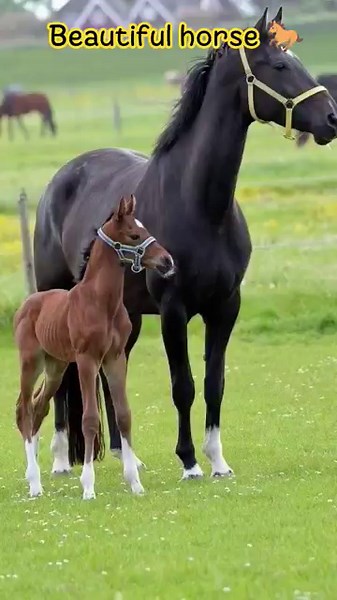 "Types of Horses | Racing, Farming, Imported & Kumaon Breeds Colors Uses & Full Info"#ali360#shorts