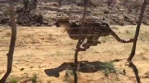 14K views · 445 reactions | The spectacle of a cheetah running at...