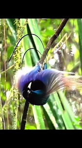 #Kareem #Silva #Parrots 💜🤎💙🖤The Blue Bird of Paradise🖤💙🤎💜 one of nature’s rarest treasures Just look at those colors @everybody @highlights @followers @All #parrots #parrot #parakeet #conure #pied #Nature #monkparakeet #cockatoo #macaw #yellow #animal #Ringneck #bird_paradise #Kareem #Silva #Parrots | Kareem Silva Parrots