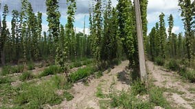Rows of the Ripening Hops on Field when Moving Sideways Stock Footage - Video of leaf, reliance: 255852640
