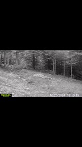 Hydrostatic shock in full effect. In a true wildcat a 30–338 Lapua- Berger VLD 185 Grain. | Anthony Rubeo Outdoors | Facebook