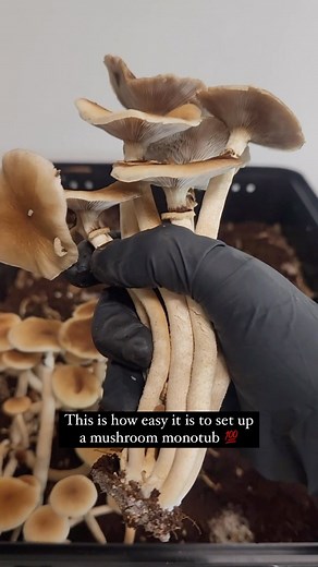 Use code STERILESUBLOVE to save 20% on our Boomr Bags, Wood Lovr, and Injection Port Bags now through 2/5! You can use our sterile substrates to make your own spawn and grow almost any kind of mushroom you desire 😏 . . . . . . . . . . #northspore #northsporemushrooms #spreadthespore #growmushrooms #mushrooms #fungi #monotub #naturalmedicine | North Spore