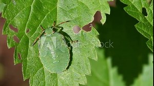 Green shield bug (Palomena prasina) nymph on leaf showing camouflage colours