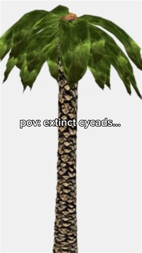 The extinct cycads. #prehistoric #prehistoriclife #extinct #extinctcycads #paleozoic #mesozoic