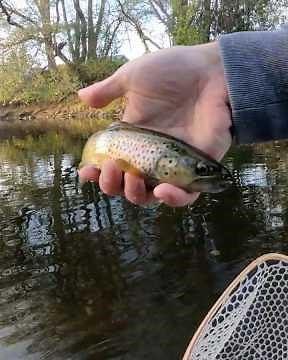 Catching Brown Trout on a WD40 Emerger | Fall Fly Fishing in Low Water Conditions