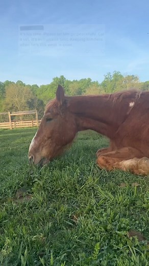 At 26 years young, Chester is finally making up for the years he spent suffering. His recovery still astounds us and to those who cheered him on and rallied for an old horse in need of a helping hand, thank you from the bottom of our hearts! If you’d like to learn more about becoming a Chester’s Champion and other ways to support our mission, please click the link in our bio. #horserescue #lookatmenow #comeback #champion #transformation #rescuelife