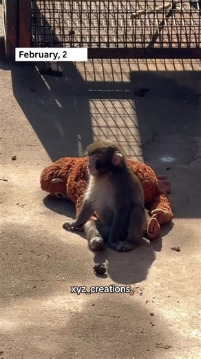 Update on Japanese Monkey Happiness: February 22nd