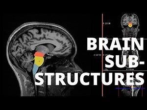 [FreeSurfer] Brainstem Substructures