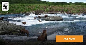 3.8K reactions · 1.5K shares | Bristol Bay is a national treasure - but the proposed Pebble Mine could put it in serious danger. The Army Corps of Engineers is trying to fast track a dangerous permit application, threatening millions of fish and wildlife and clearing the way for the largest open pit mine in North America. Can you help us reach 1,000 more signatures on our petition by 5/31? | World Wildlife Fund | Facebook