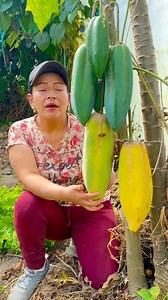 18K views · 238 reactions | Llegó la cosecha de Babacos en el campo  | María Isabel | Facebook